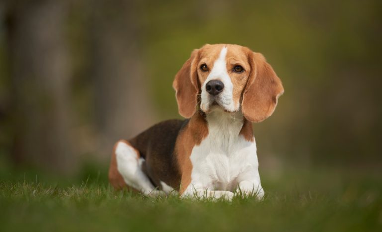 25 Most Beautiful Dog Breeds You Can Lay Your Eyes On