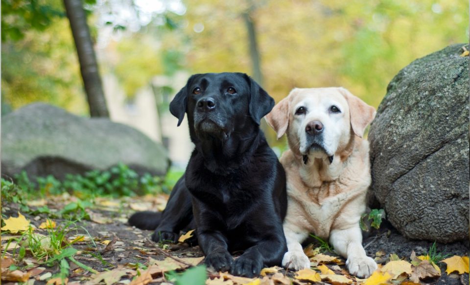 25 Most Beautiful Dog Breeds You Can Lay Your Eyes On