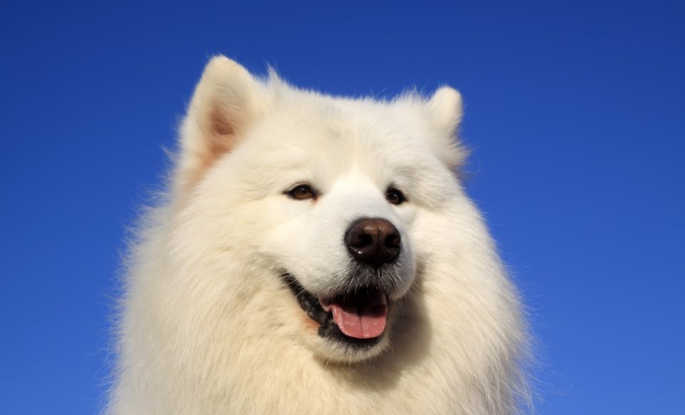 25 Most Beautiful Dog Breeds You Can Lay Your Eyes On