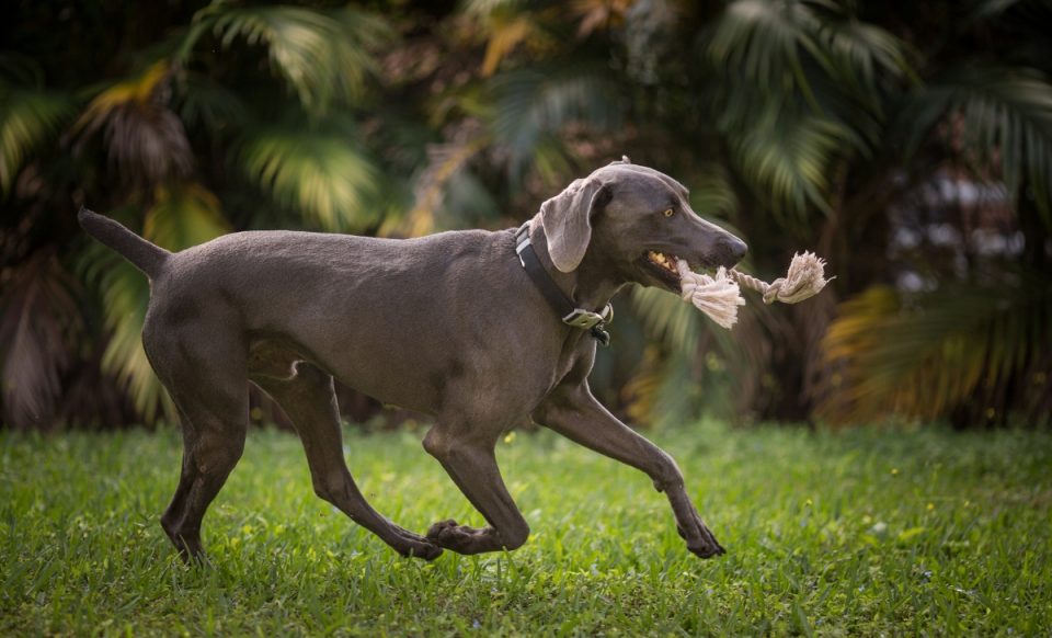 25 Most Beautiful Dog Breeds You Can Lay Your Eyes On