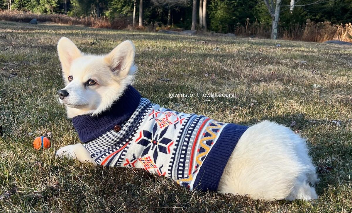 All 12 Pembroke Welsh Corgi Colors And Everything About Them