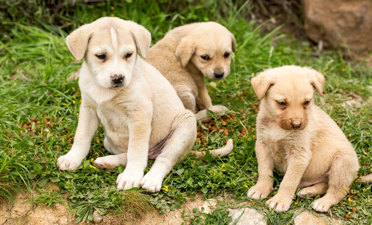 Anatolian Shepherd Growth Chart & 7 Tips To Help Them Grow