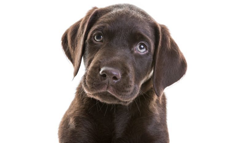 The 3 Most Phenomenal Labrador Breeders Ontario Has For You
