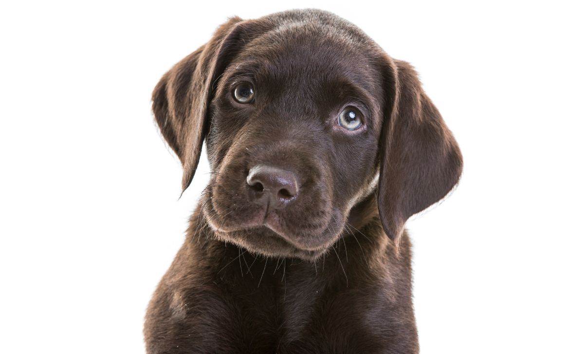 The 3 Most Phenomenal Labrador Breeders Ontario Has For You