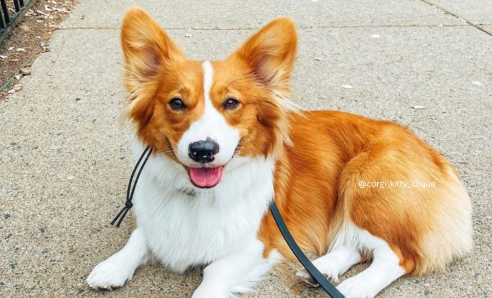 All 12 Pembroke Welsh Corgi Colors And Everything About Them