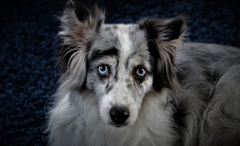 19 Australian Shepherd Colors You Never Knew Existed