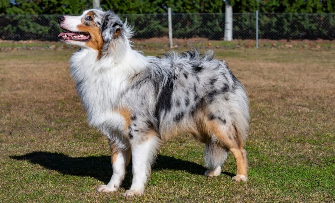 19 Australian Shepherd Colors You Never Knew Existed