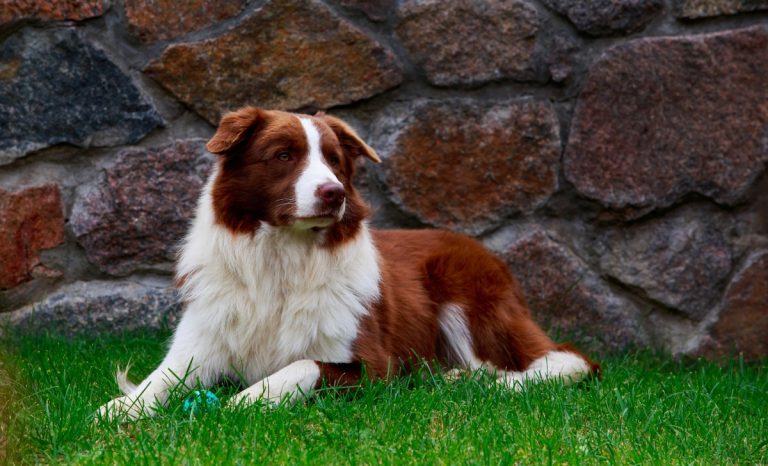 19 Australian Shepherd Colors You Never Knew Existed