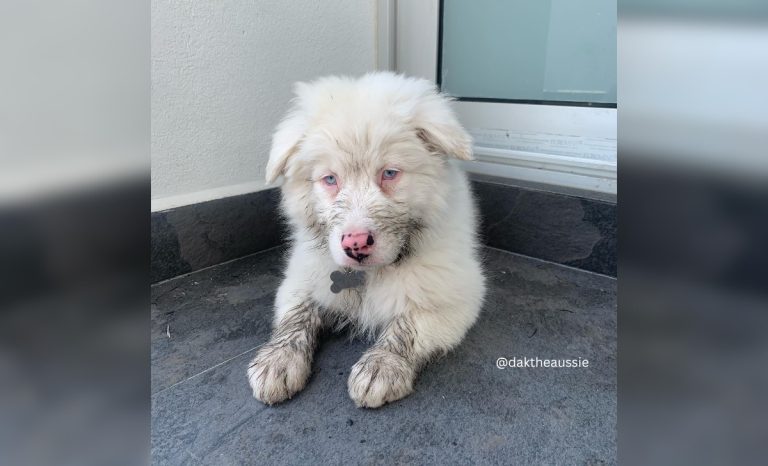 19 Australian Shepherd Colors You Never Knew Existed