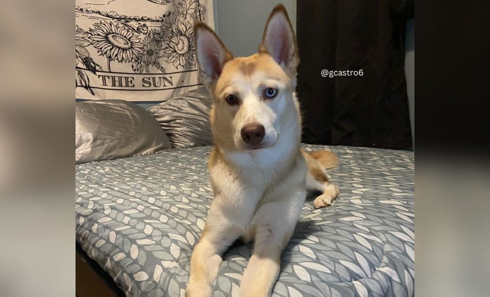 43 Husky Mixes With Unmatched Charm (With Photos)
