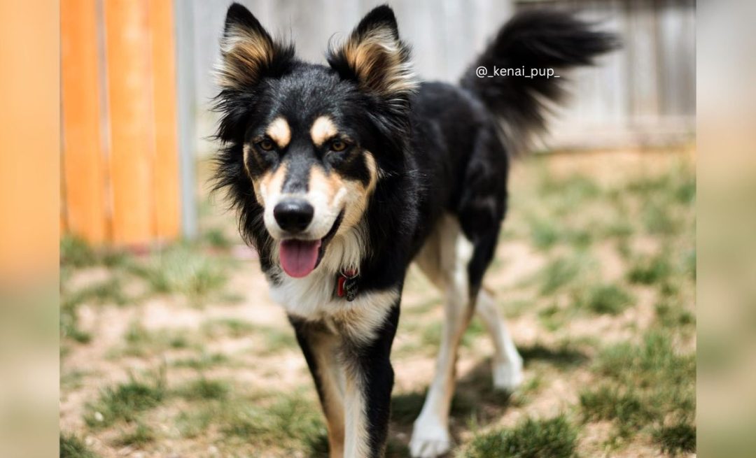 43 Husky Mixes With Unmatched Charm (With Photos)