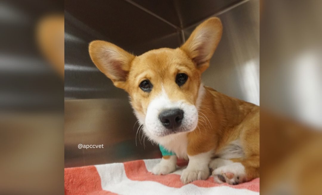 My Dog Ate A Bee, What To Do? 7 Helpful Tips