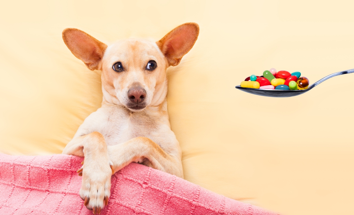 My Dog Ate A Bee, What To Do? 7 Helpful Tips