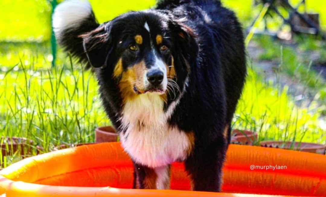 37 Australian Shepherd Mixes You Just Have To See