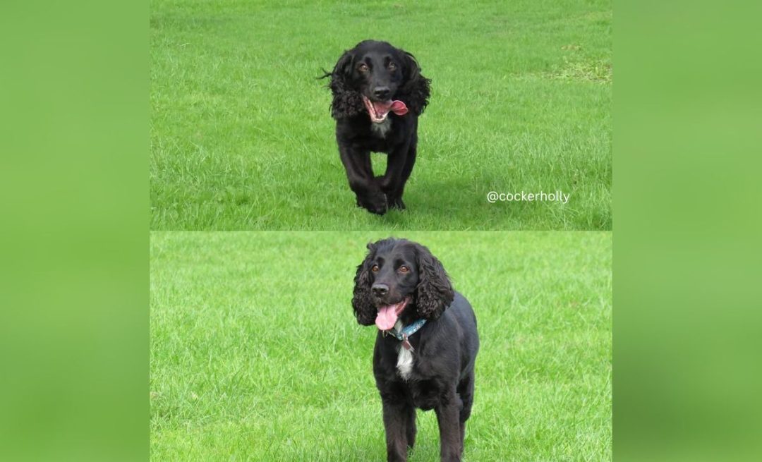 25+ Cocker Spaniel Colors And Patterns (With Pictures)