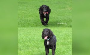 25+ Cocker Spaniel Colors And Patterns (With Pictures)