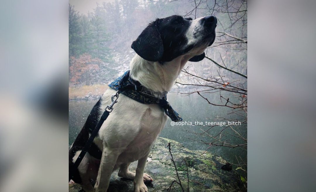 25+ Beautiful Beagle Colors To Unveil (With Pictures)