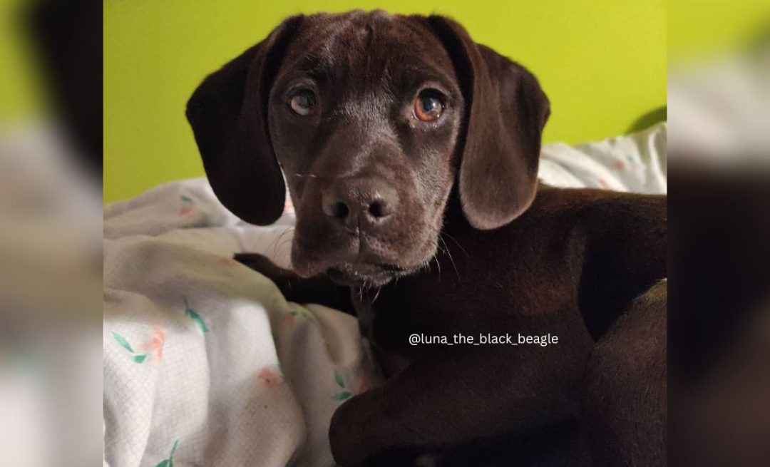 25+ Beautiful Beagle Colors To Unveil (With Pictures)