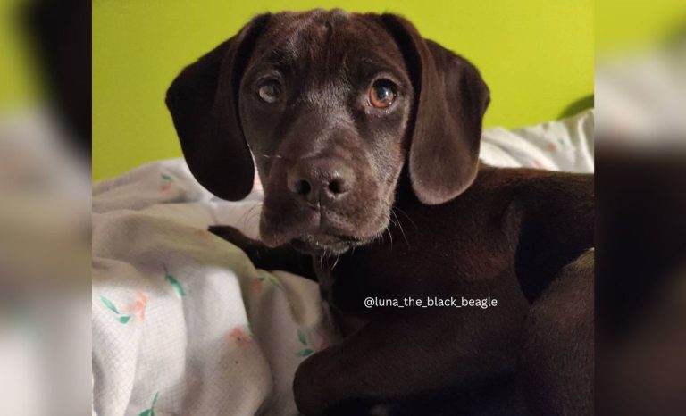 25+ Beautiful Beagle Colors To Unveil (With Pictures)