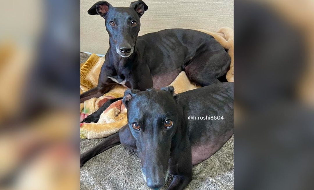 21 Whippet Colors And 6 Unique Marking (With Photos)