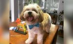 13 Lhasa Apso Colors For All The Dog Lovers (With Pictures)