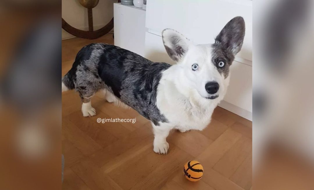 All 12 Pembroke Welsh Corgi Colors And Everything About Them