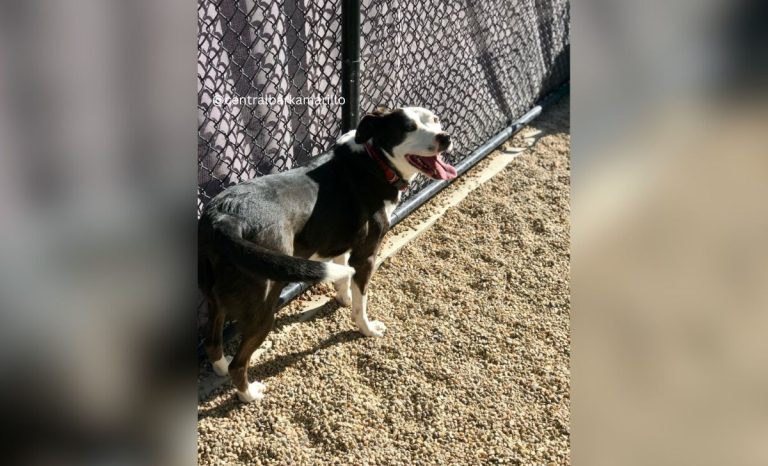 33 Pitbull Mixes That Fit Various Lifestyles (With Pictures)