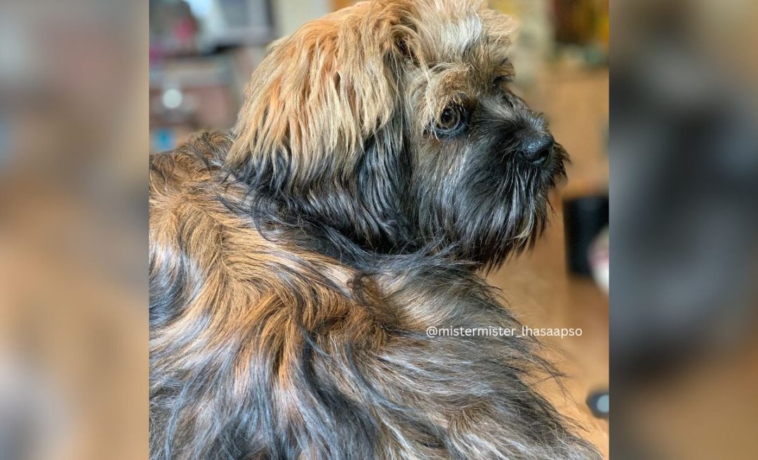 13 Lhasa Apso Colors For All The Dog Lovers (With Pictures)