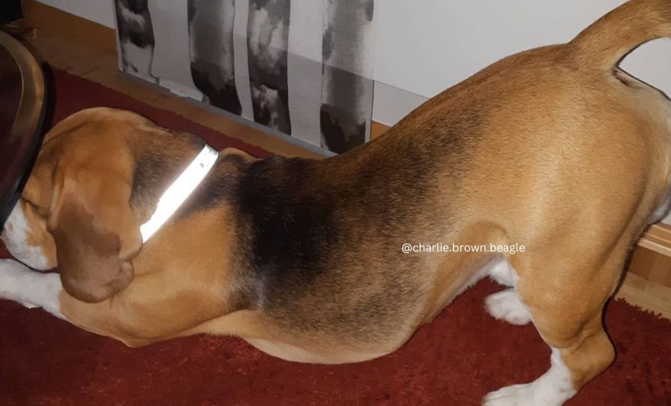 25+ Beautiful Beagle Colors To Unveil (With Pictures)