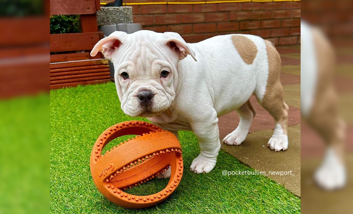Meet Pocket Bully, The Smallest American Bully Of Them All