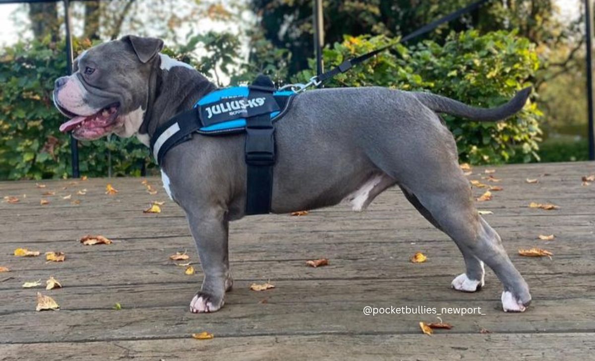 Meet Pocket Bully, The Smallest American Bully Of Them All