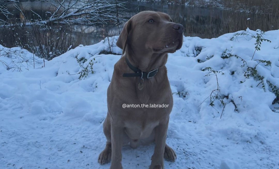 All 7 Labrador Retriever Colors And The Fun Genetics Behind Them