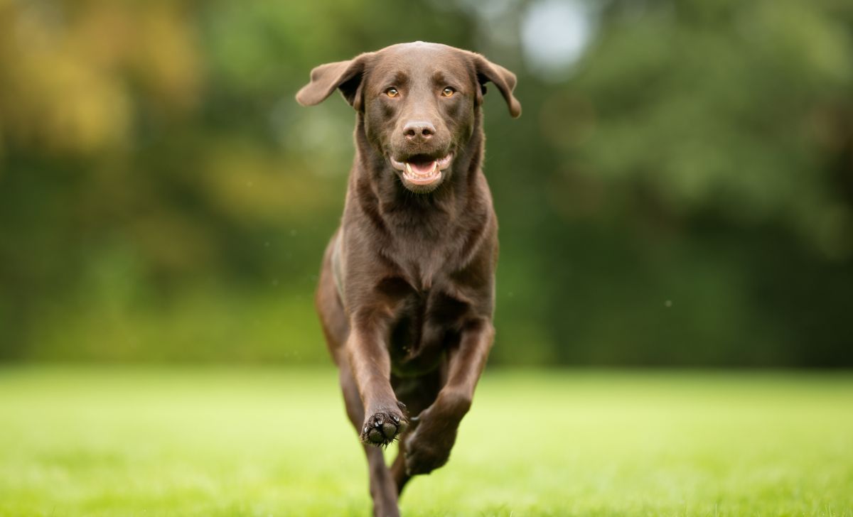 All 7 Labrador Retriever Colors And The Fun Genetics Behind Them