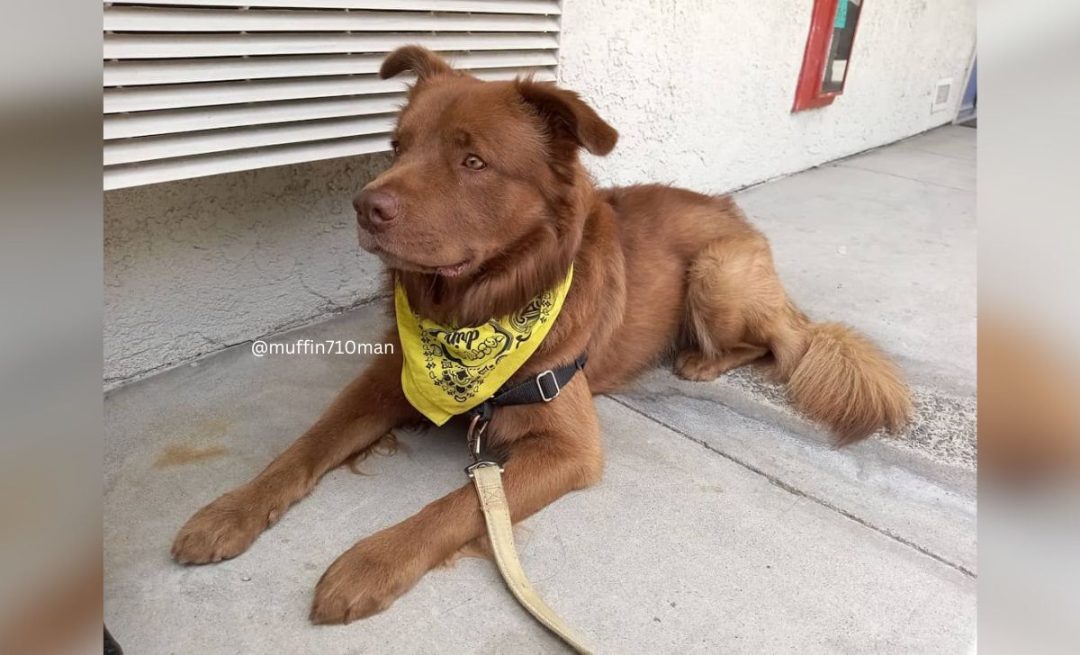 33 Pitbull Mixes That Fit Various Lifestyles (With Pictures)