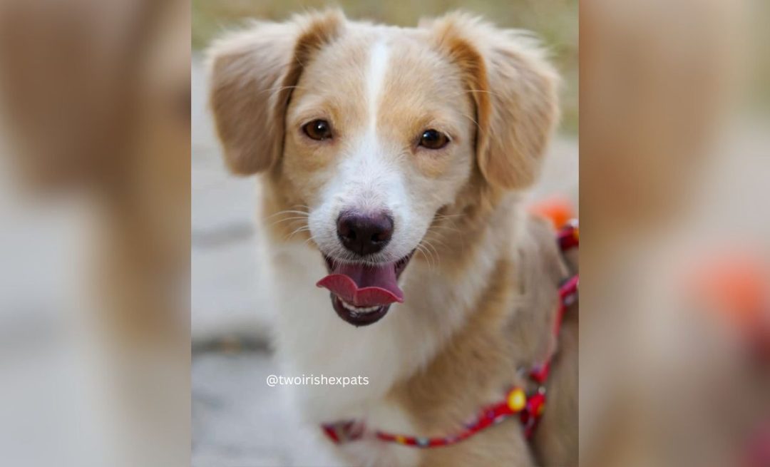 27 Corgi Mixes With Pictures To Show Their Adorableness
