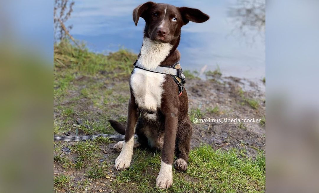 43 Husky Mixes With Unmatched Charm (With Photos)