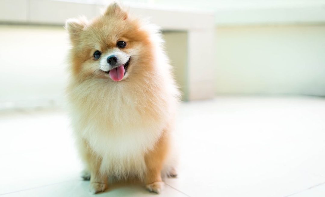 The 25 Absolutely Stunning Pomeranian Colors (With Pictures)