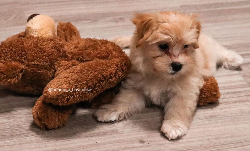 The 27 Intriguing Havanese Colors And Patterns (With Pictures)