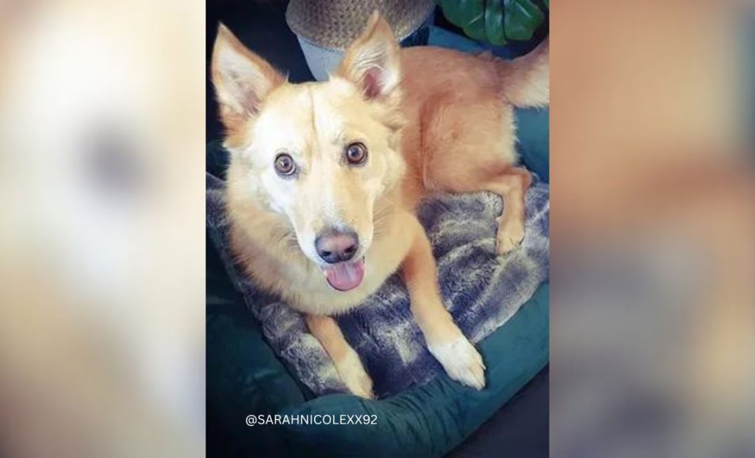 27 Corgi Mixes With Pictures To Show Their Adorableness