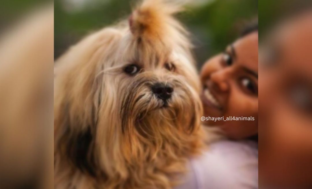 13 Lhasa Apso Colors For All The Dog Lovers (With Pictures)