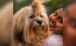 13 Lhasa Apso Colors For All The Dog Lovers (With Pictures)
