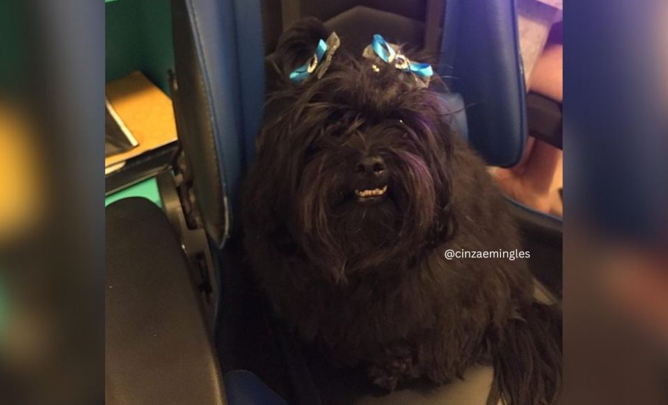 13 Lhasa Apso Colors For All The Dog Lovers (With Pictures)