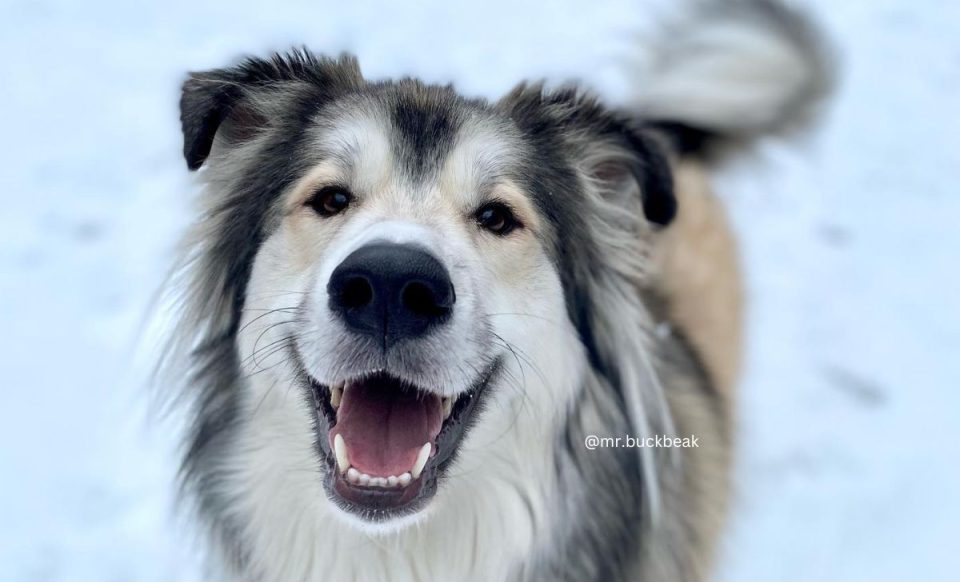 43 Husky Mixes With Unmatched Charm (With Photos)