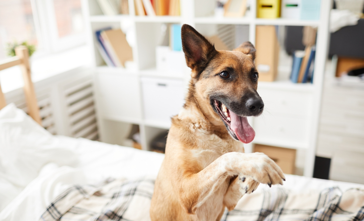 17 Adorable Signs Your Dog Is Happy And Loves You