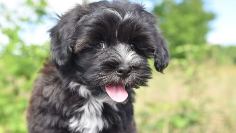 The 27 Intriguing Havanese Colors And Patterns (With Pictures)