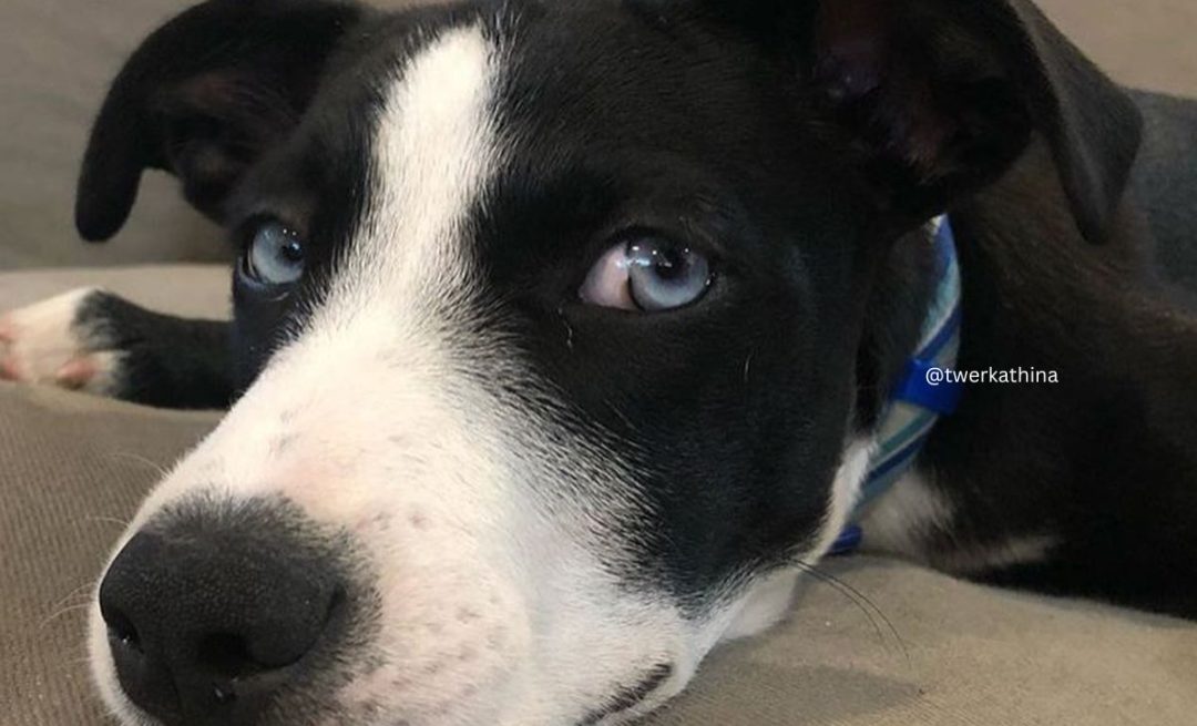 43 Husky Mixes With Unmatched Charm (With Photos)