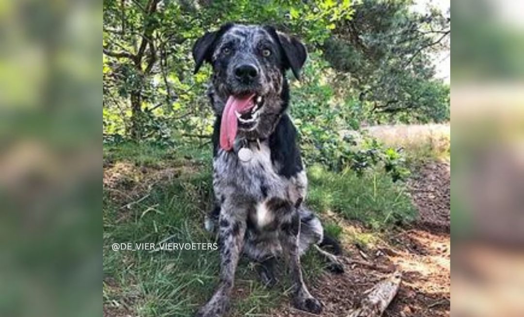 41 Labrador Retriever Mixes For Families (With Pictures)