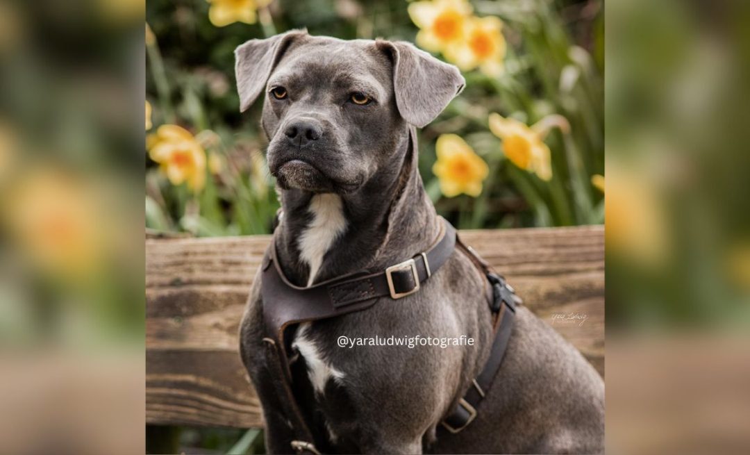 41 Labrador Retriever Mixes For Families (With Pictures)