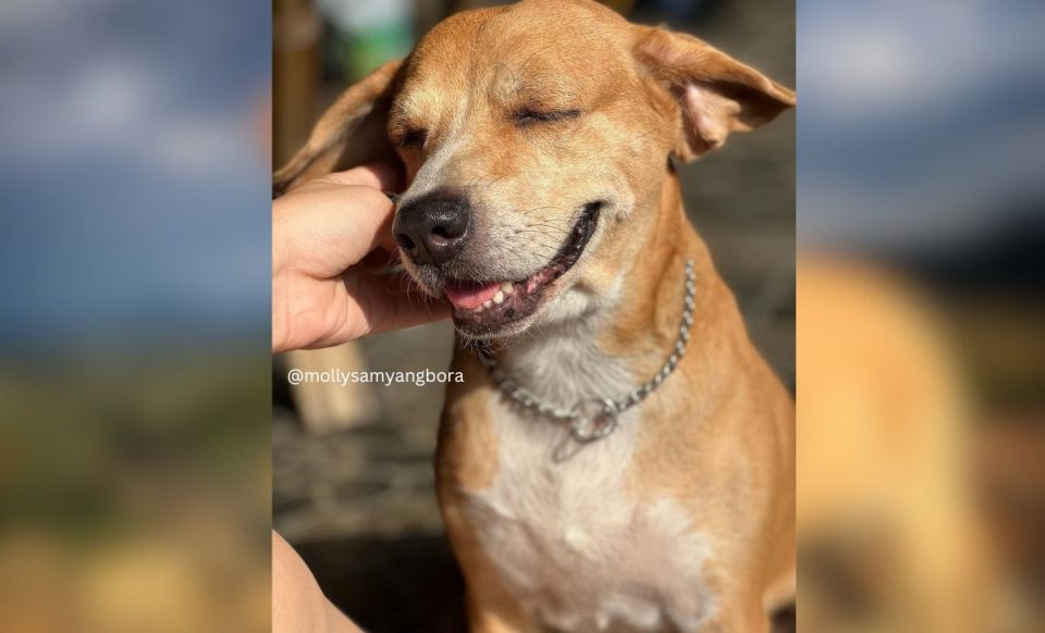 41 Labrador Retriever Mixes For Families (With Pictures)