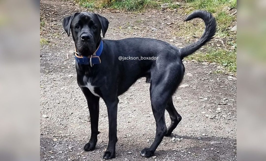 41 Labrador Retriever Mixes For Families (With Pictures)